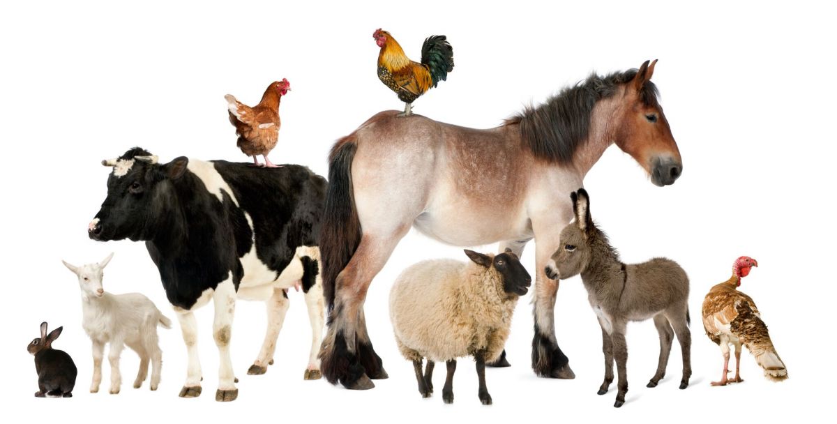 File:Livestock.jpg - Forgotten Realms Semantic Wiki